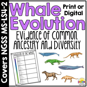 Whale Evolution Lesson and Activity: Evidence of Common Ancestry and ...